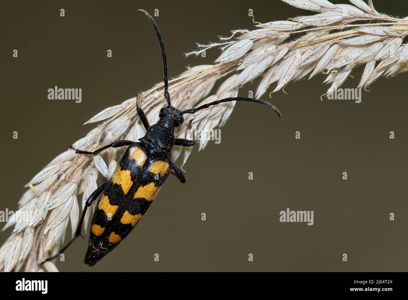 Closeup of a Four Banded Longhorn Beetle on a plant in a garden Stock ...