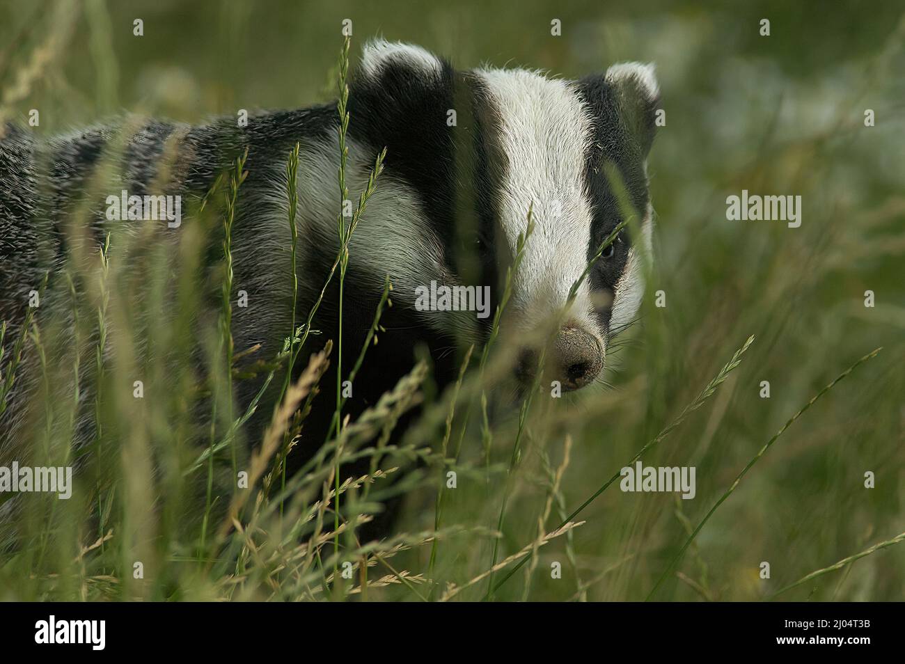 Beautiful badger hi-res stock photography and images - Alamy