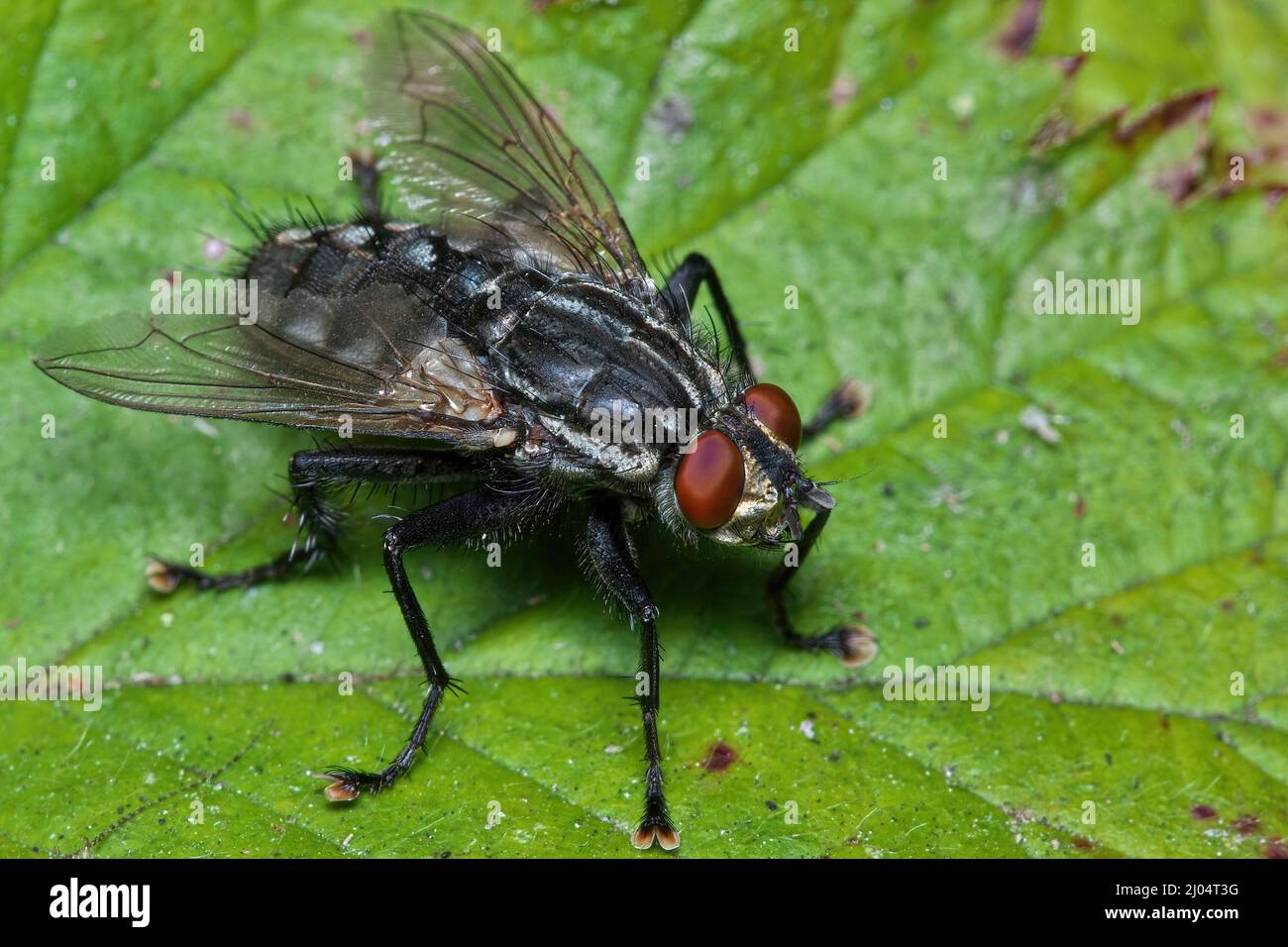 Closeup of a Sarcophaga fly on a plant in a garden Stock Photo - Alamy