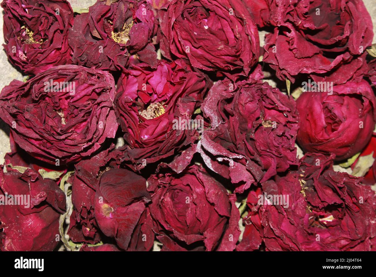 Dark red dried rose fragrant petals close up, Dark red dried rose ...