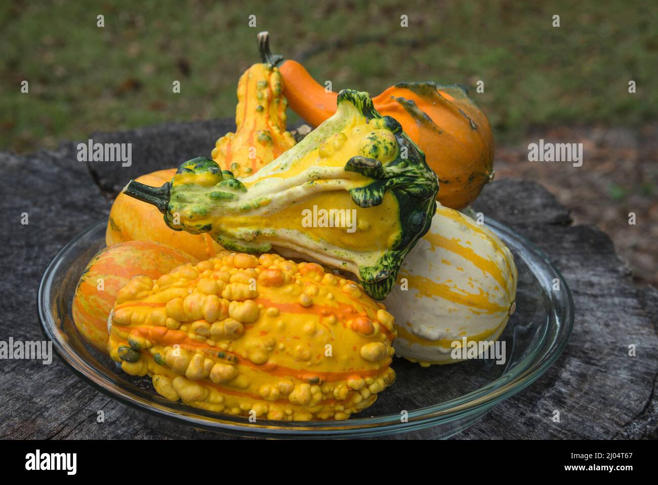 Ornamental and decorative gourds are unusually and beautifully formed ...