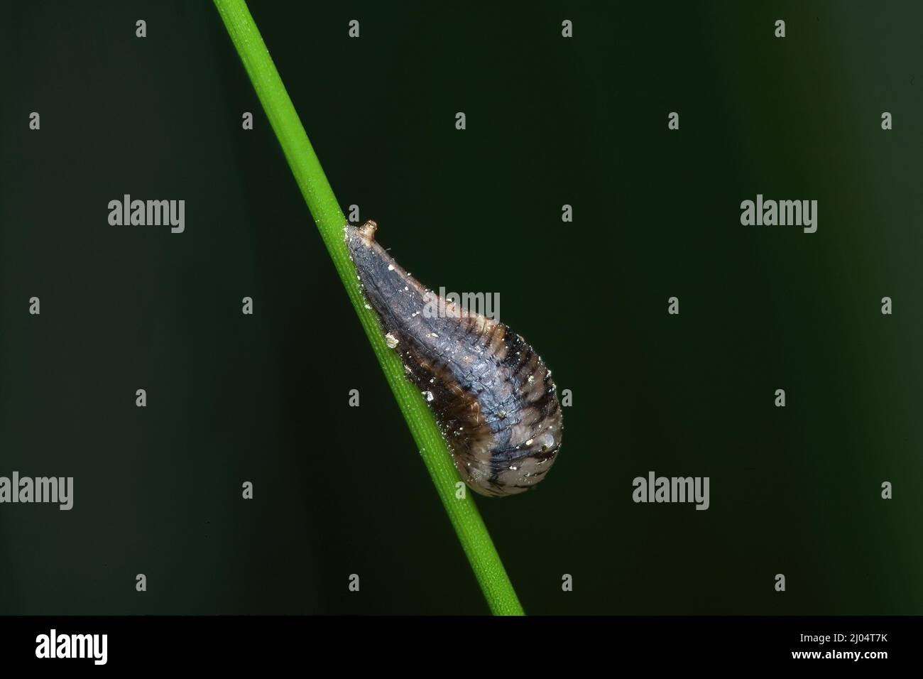 Hoverfly larvae hi-res stock photography and images - Alamy