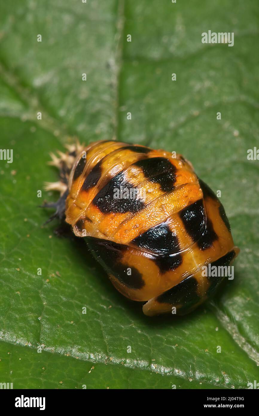 Closeup of a Ladybug pupa on a plant in a garden Stock Photo - Alamy