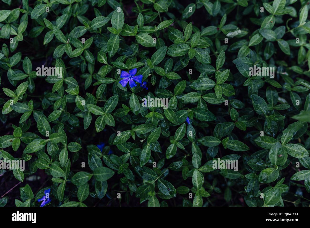 tiny blue flower in the midst of many leaves Stock Photo - Alamy
