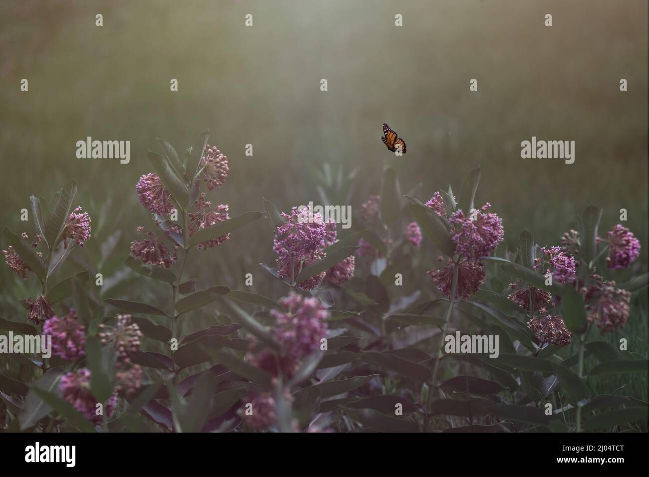 Butterfly in an open field with flowers Stock Photo - Alamy