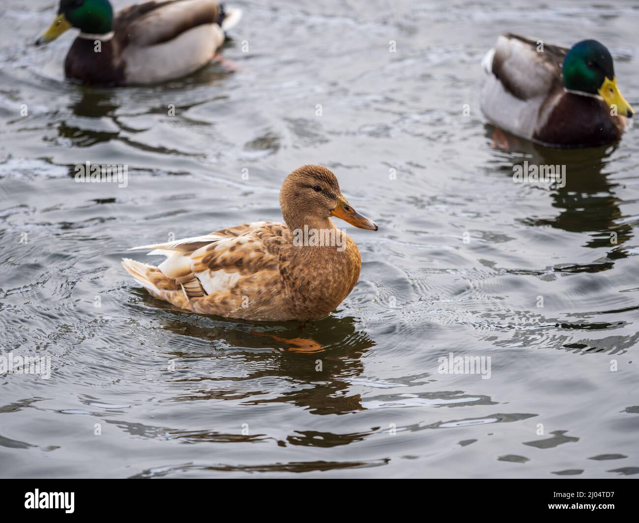 Yellow colored Mallard female Duck swims in the pond. Animal ...
