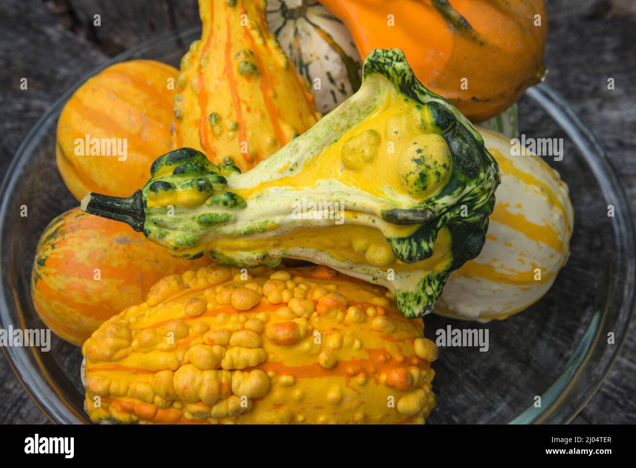 Ornamental and decorative gourds are unusually and beautifully formed ...