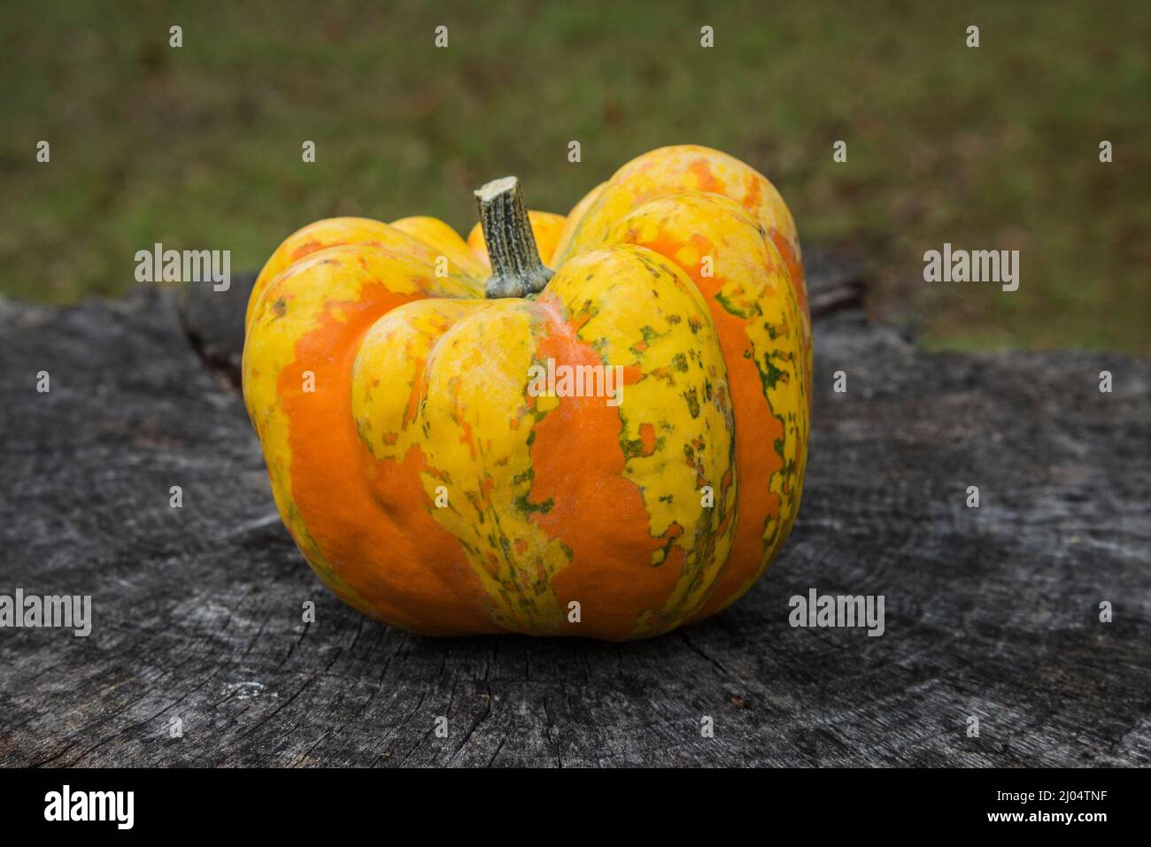 Ornamental and decorative gourds are unusually and beautifully formed ...