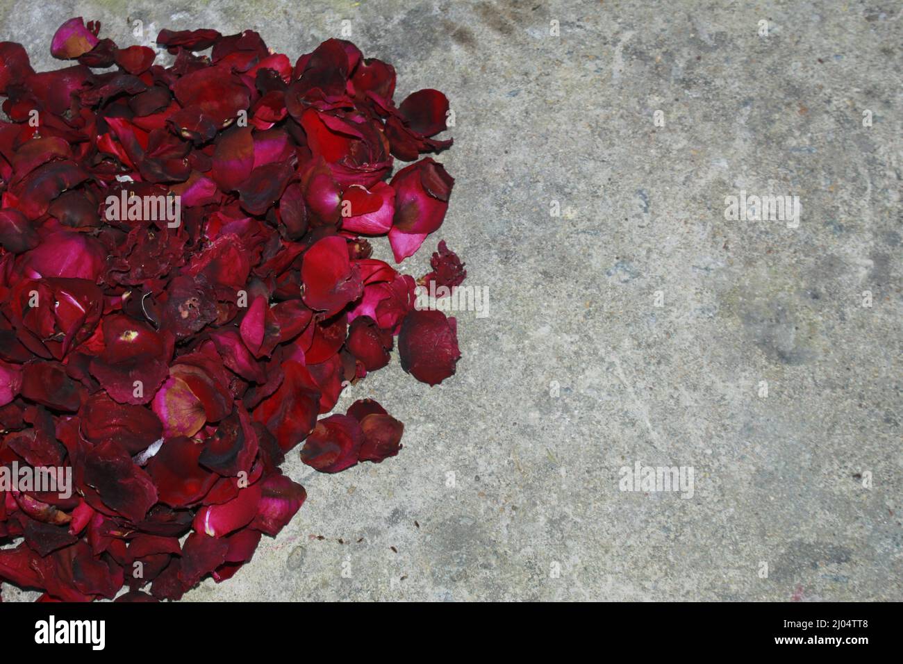 Dark red dried rose fragrant petals close up, Dark red dried rose ...