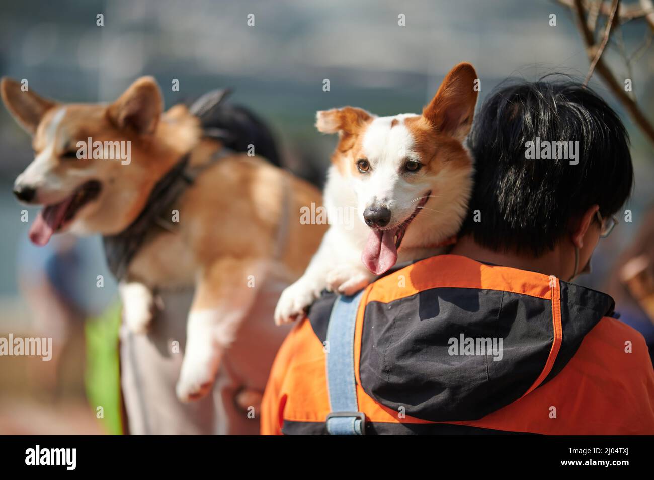 View of people holding cute Corgis in the street of Hong Kong Stock ...