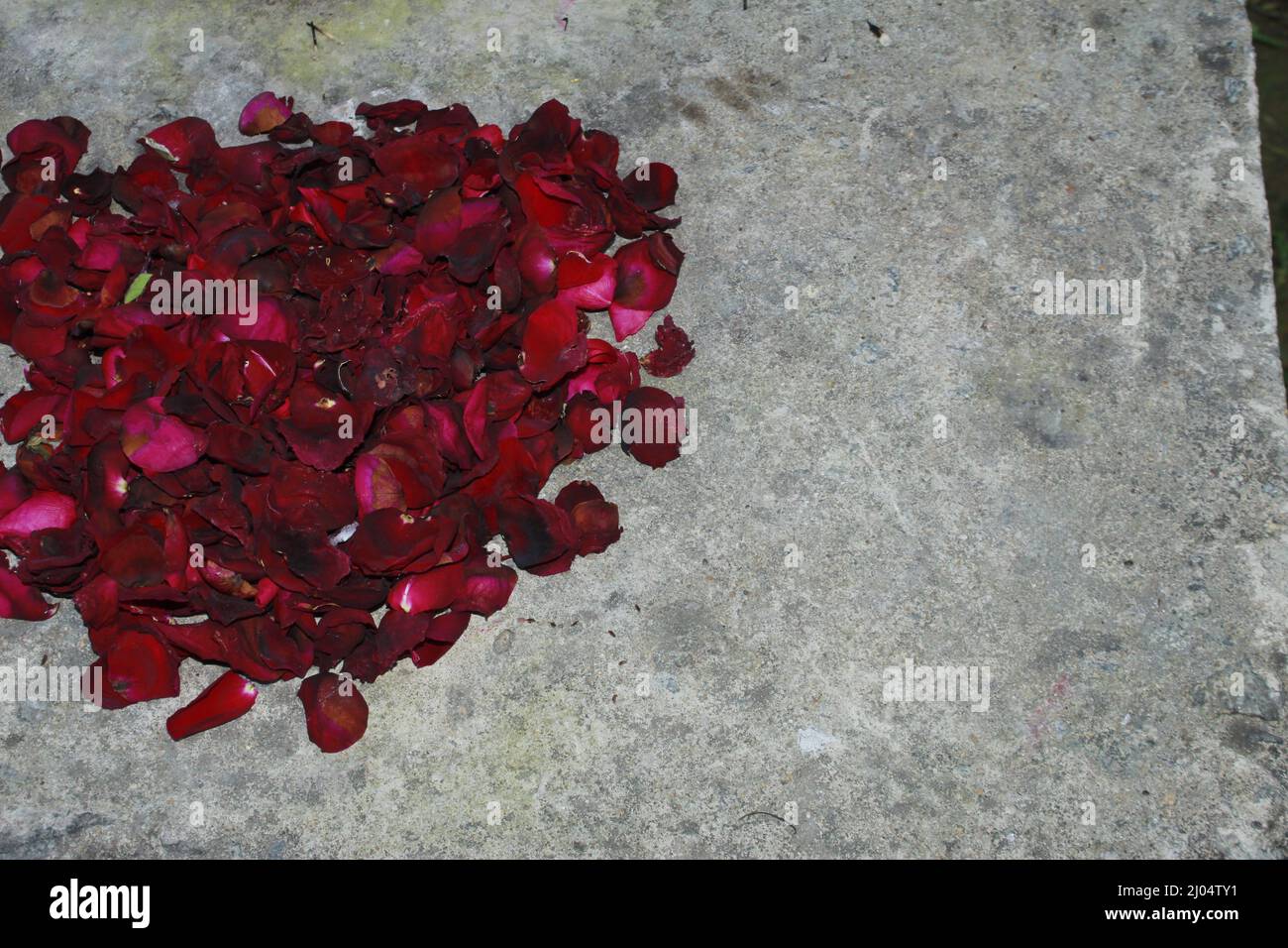 Dark red dried rose fragrant petals close up, Dark red dried rose ...