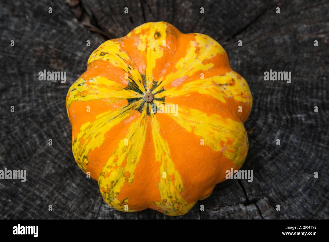 Ornamental and decorative gourds are unusually and beautifully formed ...