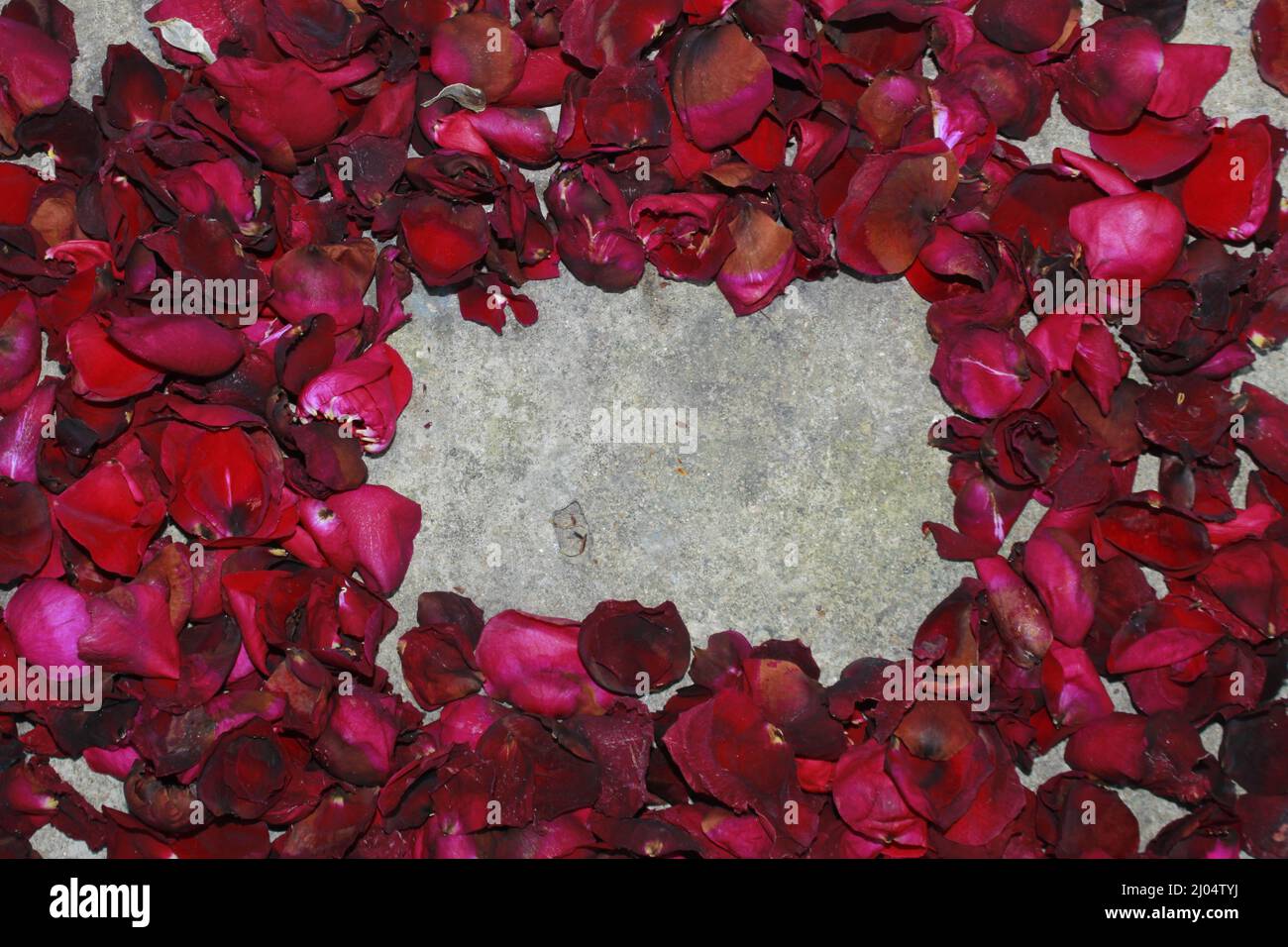 Dark red dried rose fragrant petals close up, Dark red dried rose ...