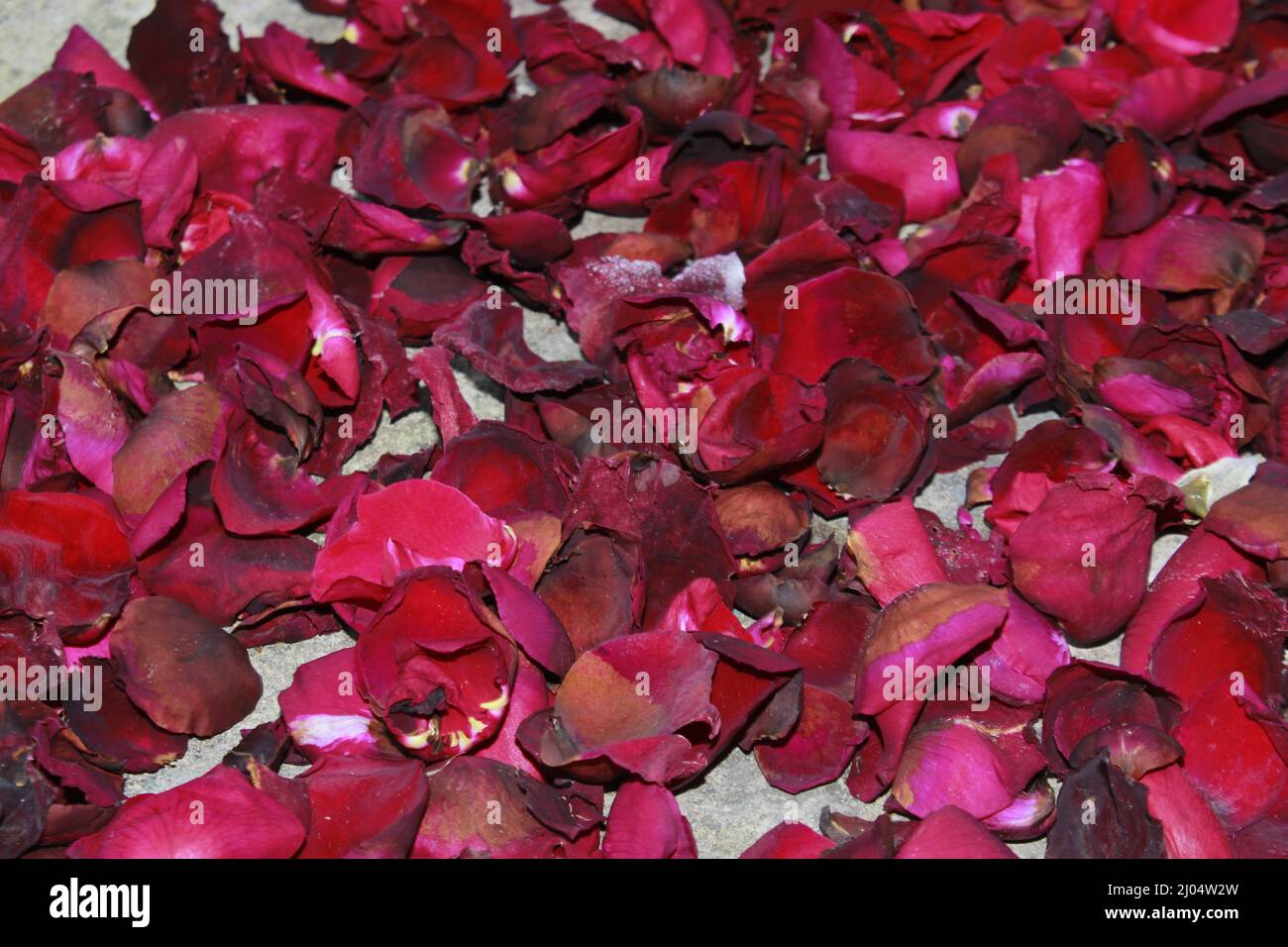 Dark red dried rose fragrant petals close up, Dark red dried rose ...