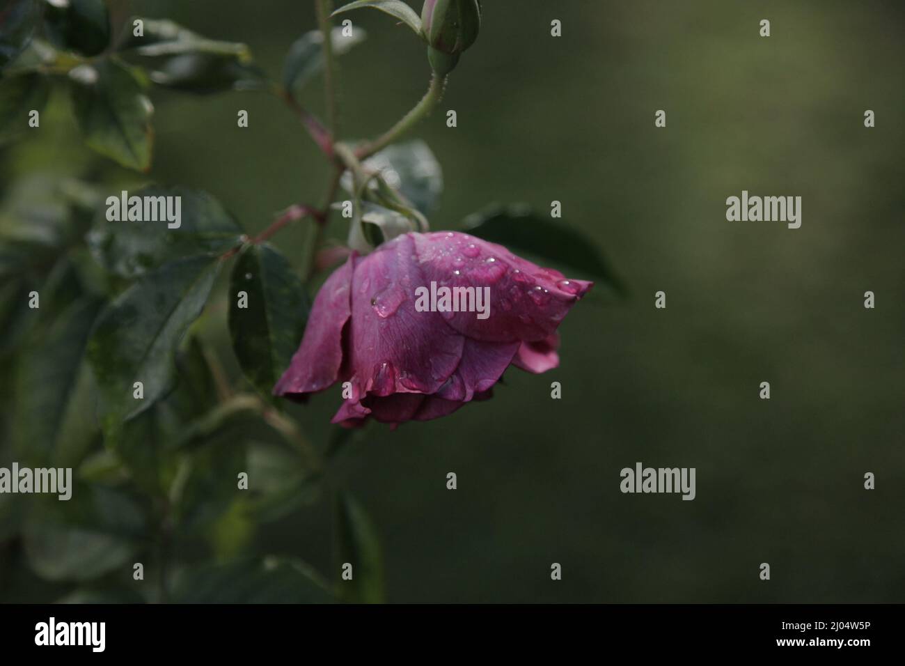 Photo of small purpule flower after rain on green background Stock ...