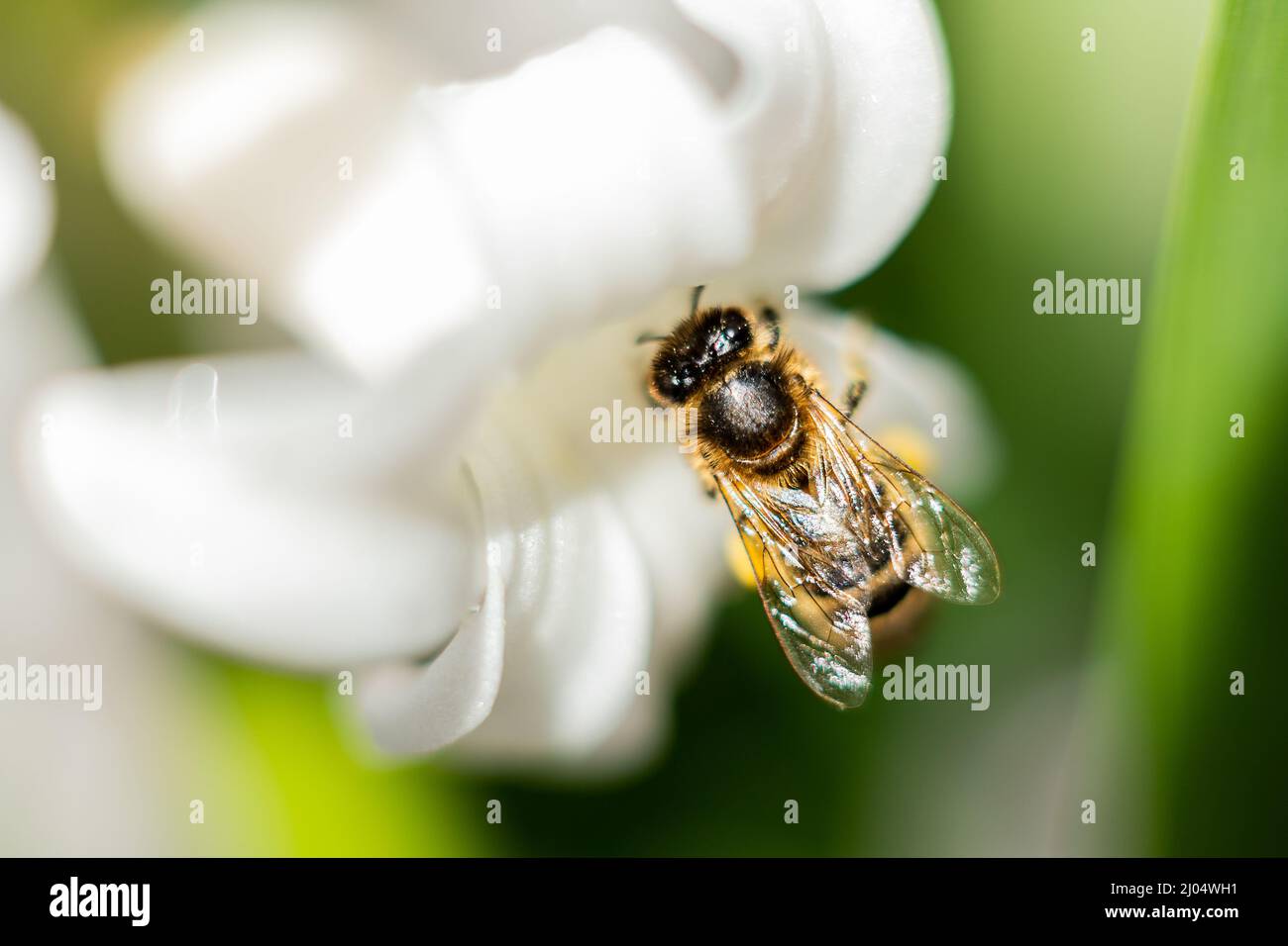 Apis Mellifera Honey bee collects pollen from a highly scented white ...