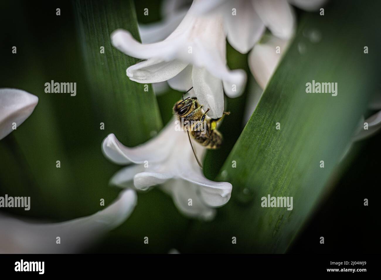 Apis Mellifera Honey bee collects pollen from a highly scented white ...