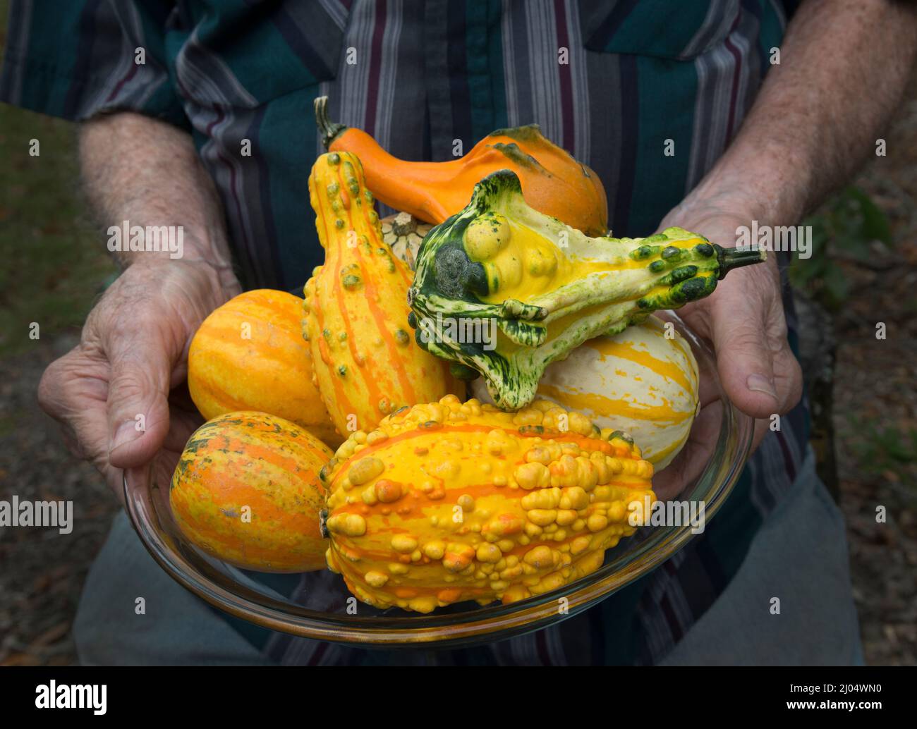 Ornamental and decorative gourds are unusually and beautifully formed ...
