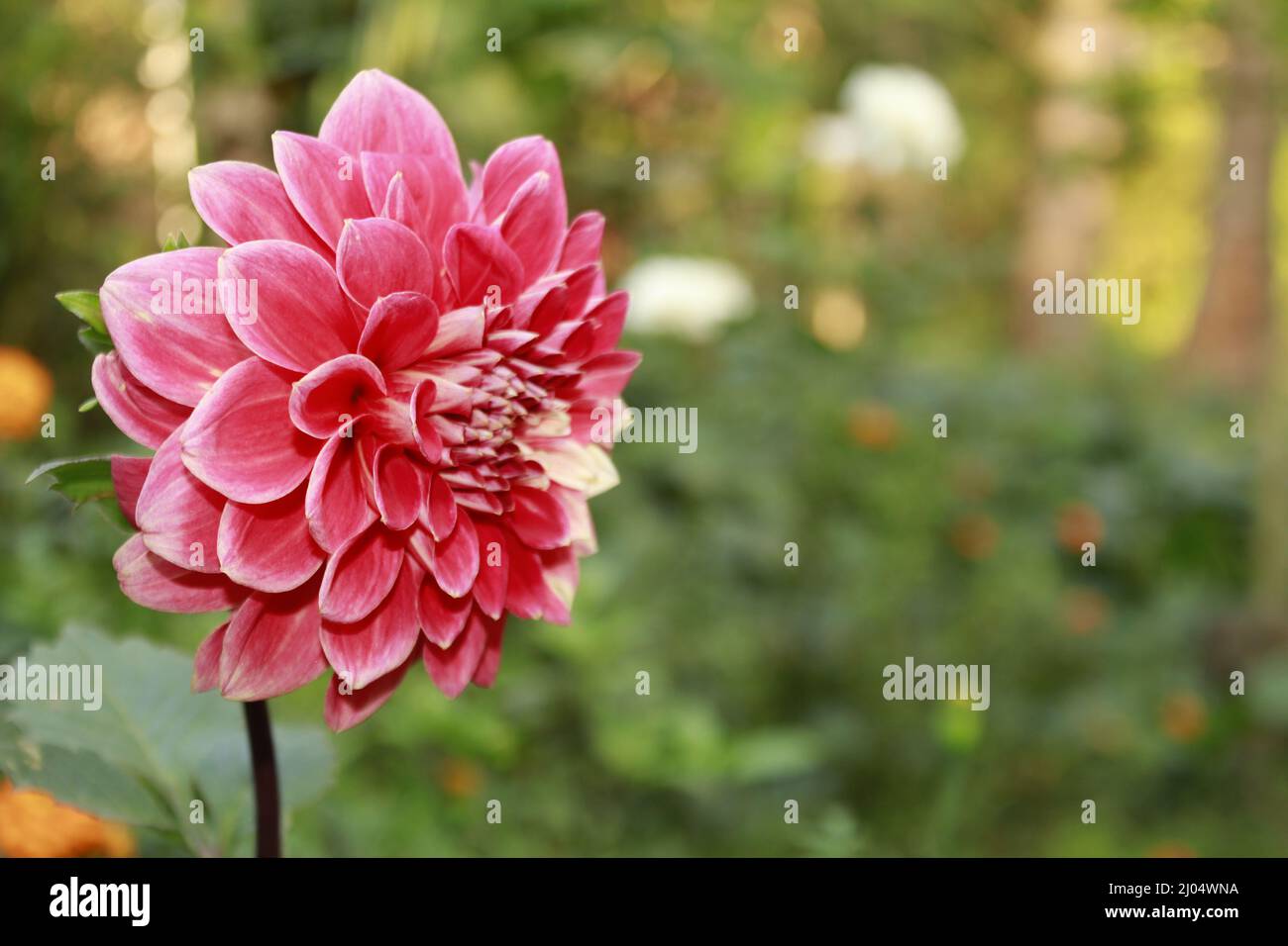 Pink Dahlia flower, Nature Stock Photo - Alamy