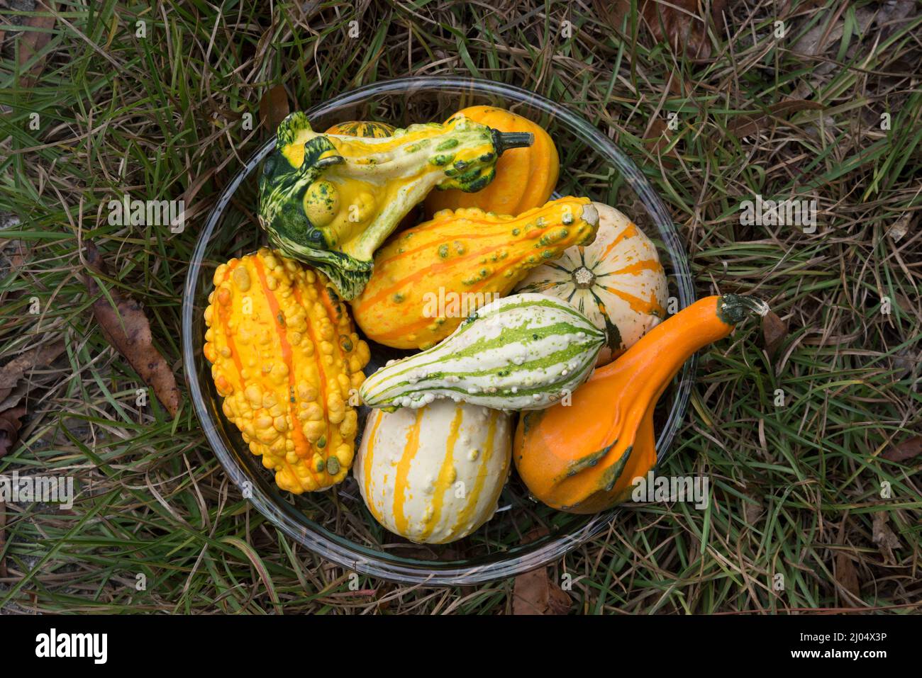 Ornamental and decorative gourds are unusually and beautifully formed ...