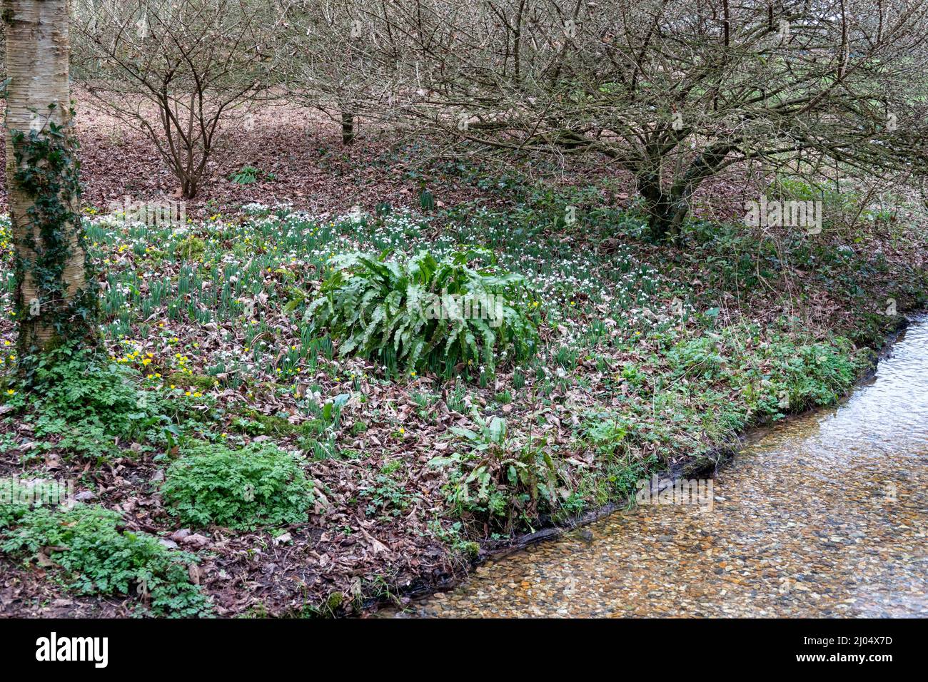 Stream side plants hi-res stock photography and images - Alamy