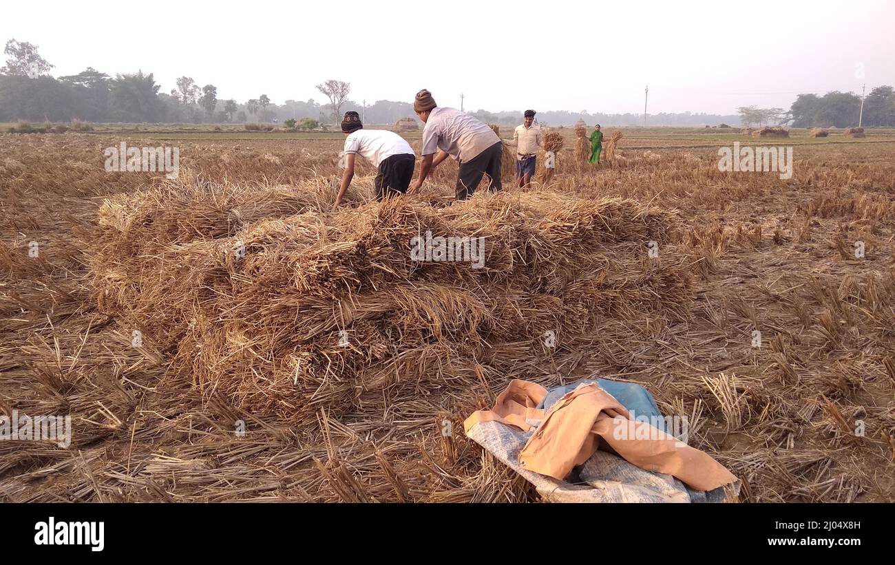 Indian farmer rice plantation hi-res stock photography and images - Alamy