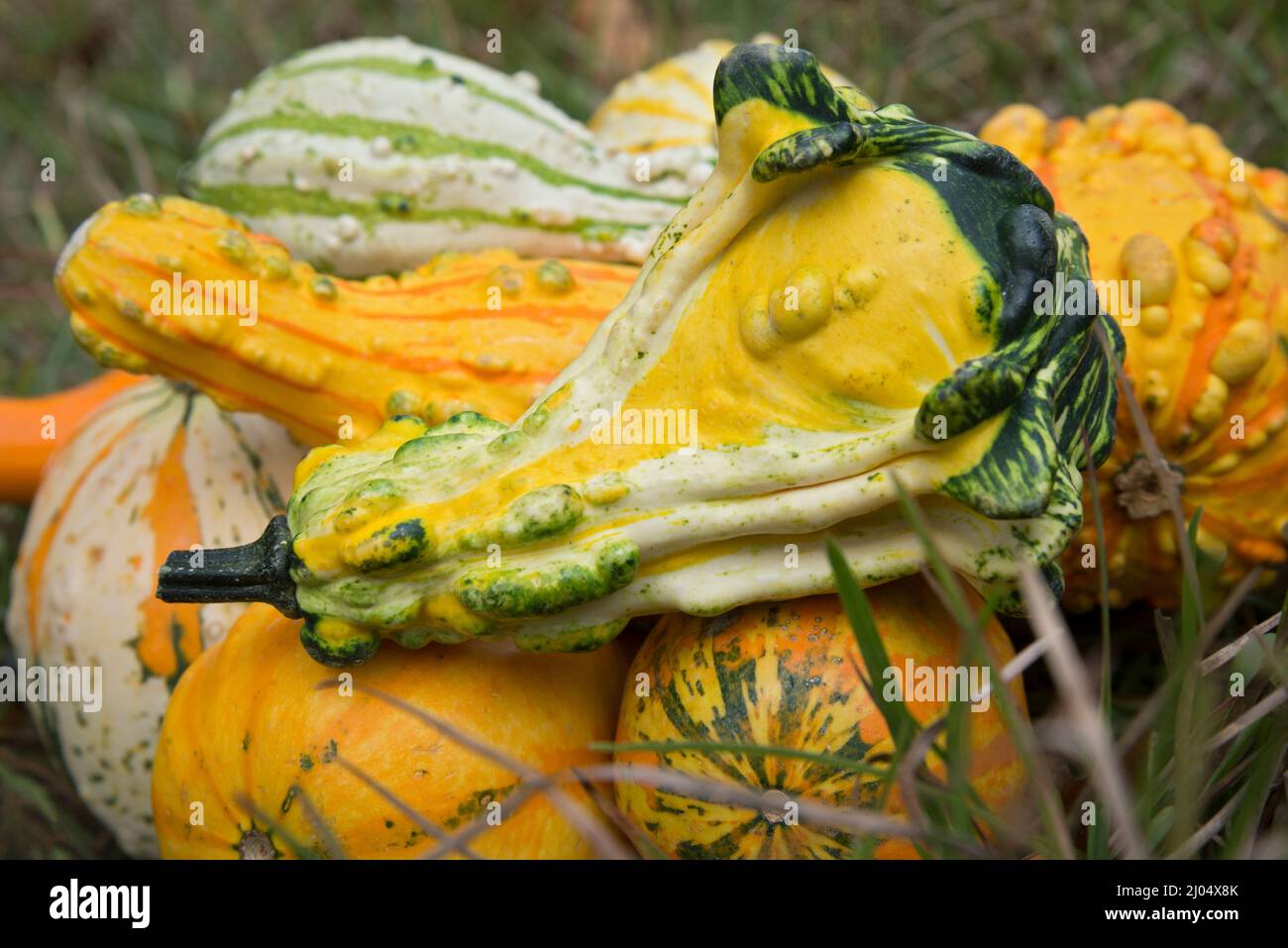 Ornamental and decorative gourds are unusually and beautifully formed ...