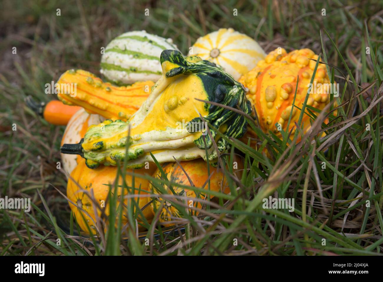 Ornamental and decorative gourds are unusually and beautifully formed ...