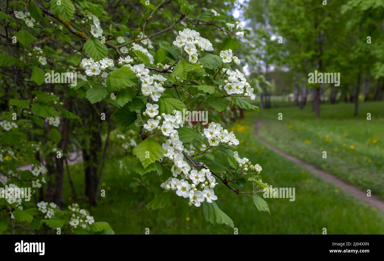 Hawthorne tree and spring flowers hi-res stock photography and images ...