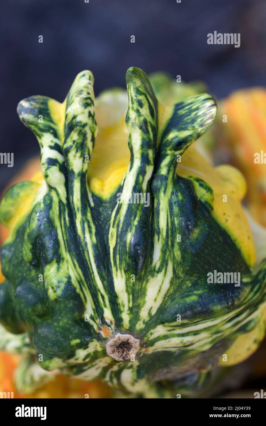 Ornamental and decorative gourds are unusually and beautifully formed ...