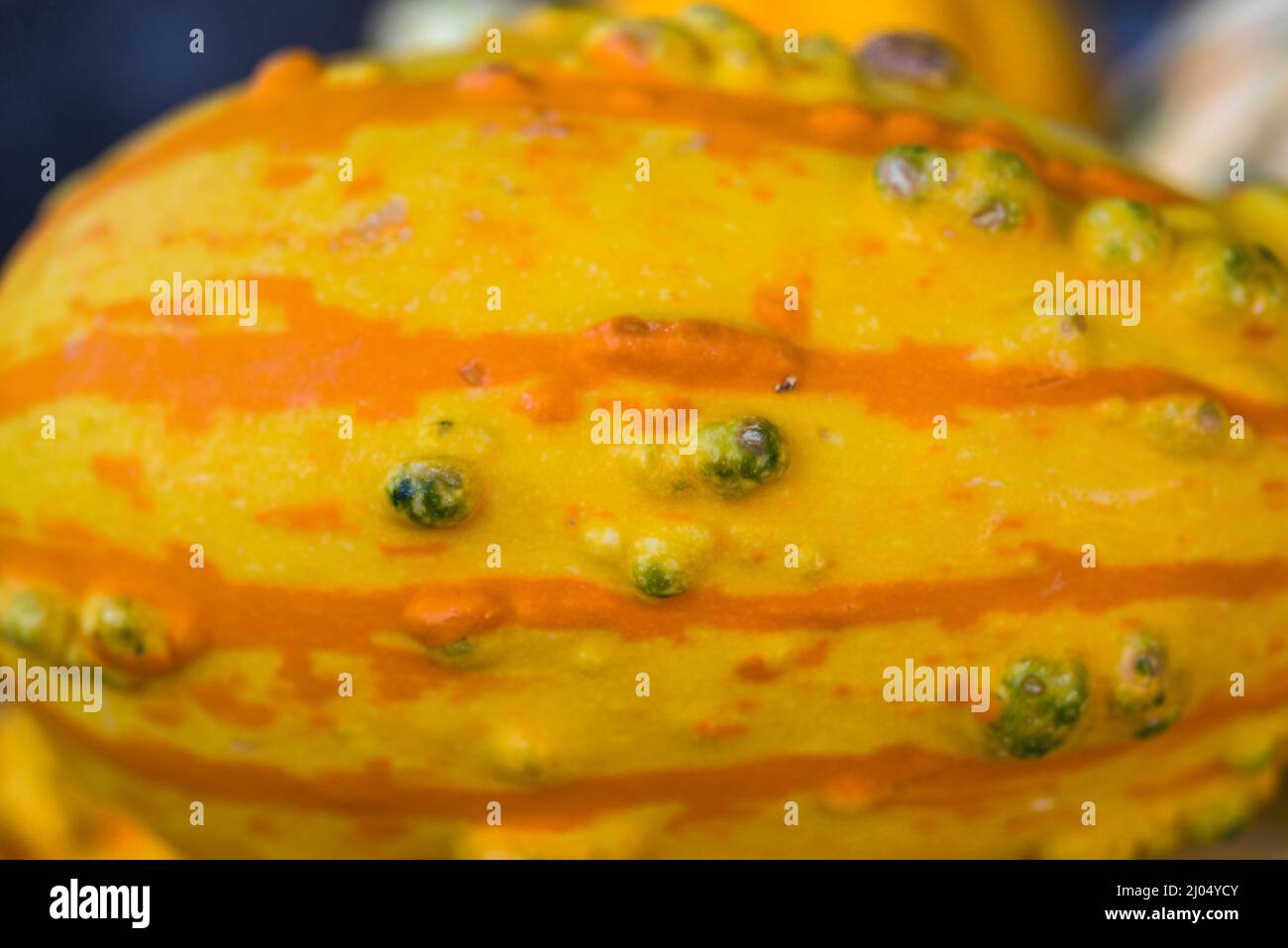 Ornamental and decorative gourds are unusually and beautifully formed ...