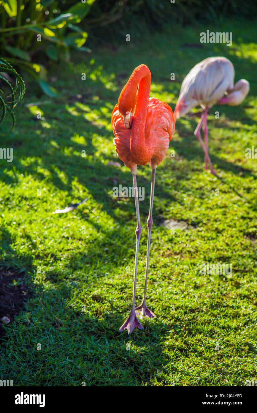 Photo of flamingos walking in park Stock Photo - Alamy
