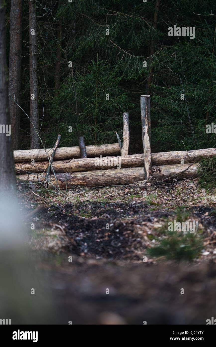 Vertical shot of pine logs in the forest Stock Photo - Alamy