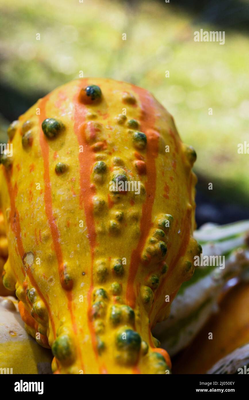 Ornamental and decorative gourds are unusually and beautifully formed ...