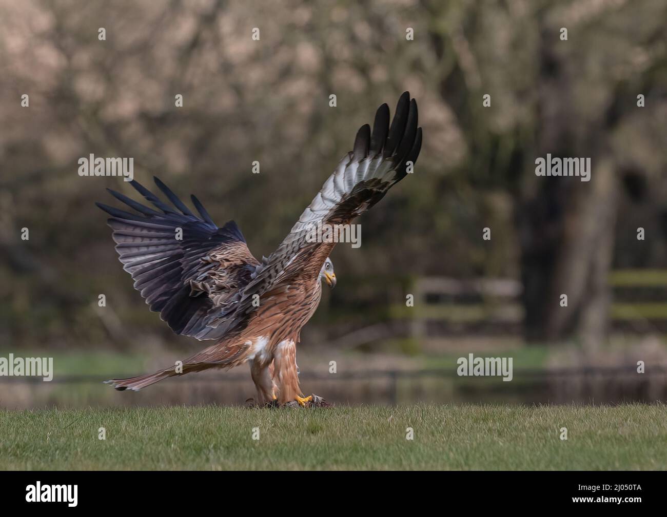 A dramatic shoit of a Red Kite with it's legs and wings outstetched ...