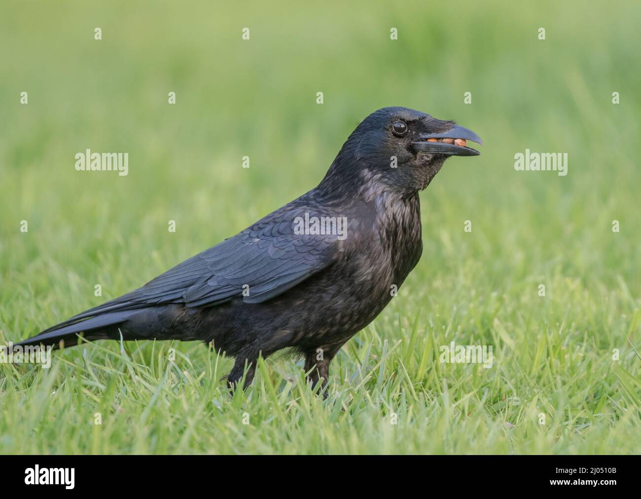 Greedy bird hi-res stock photography and images - Alamy