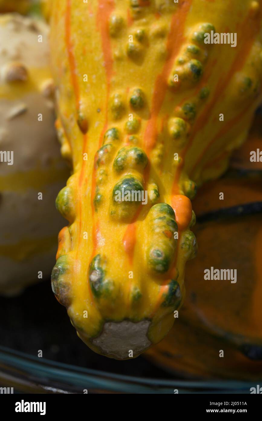Ornamental and decorative gourds are unusually and beautifully formed ...