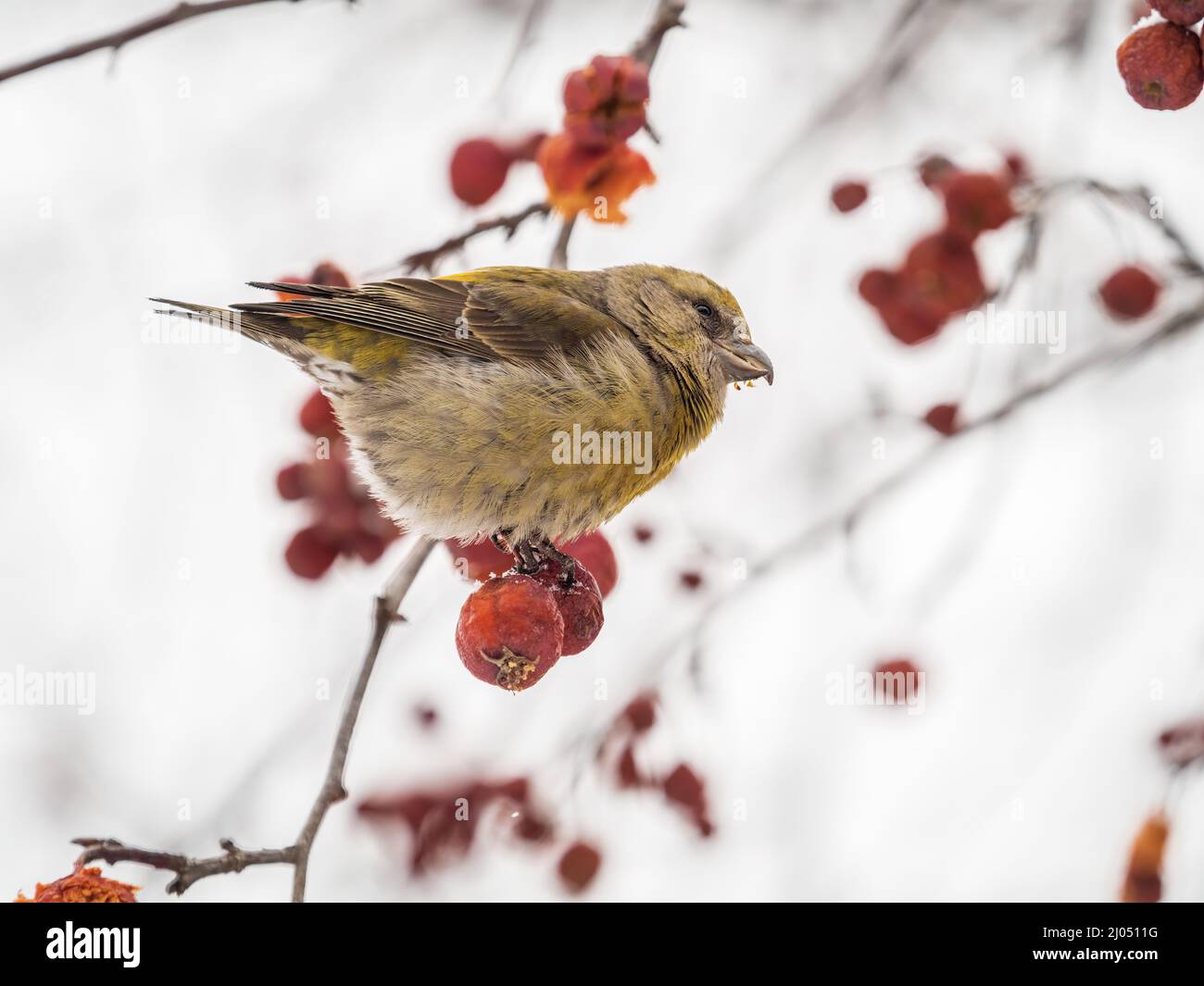 Red Crossbill female sitting on the tree branch and eats wild apple ...
