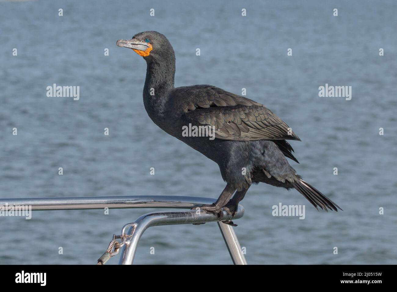 Orange gular skin hi-res stock photography and images - Alamy