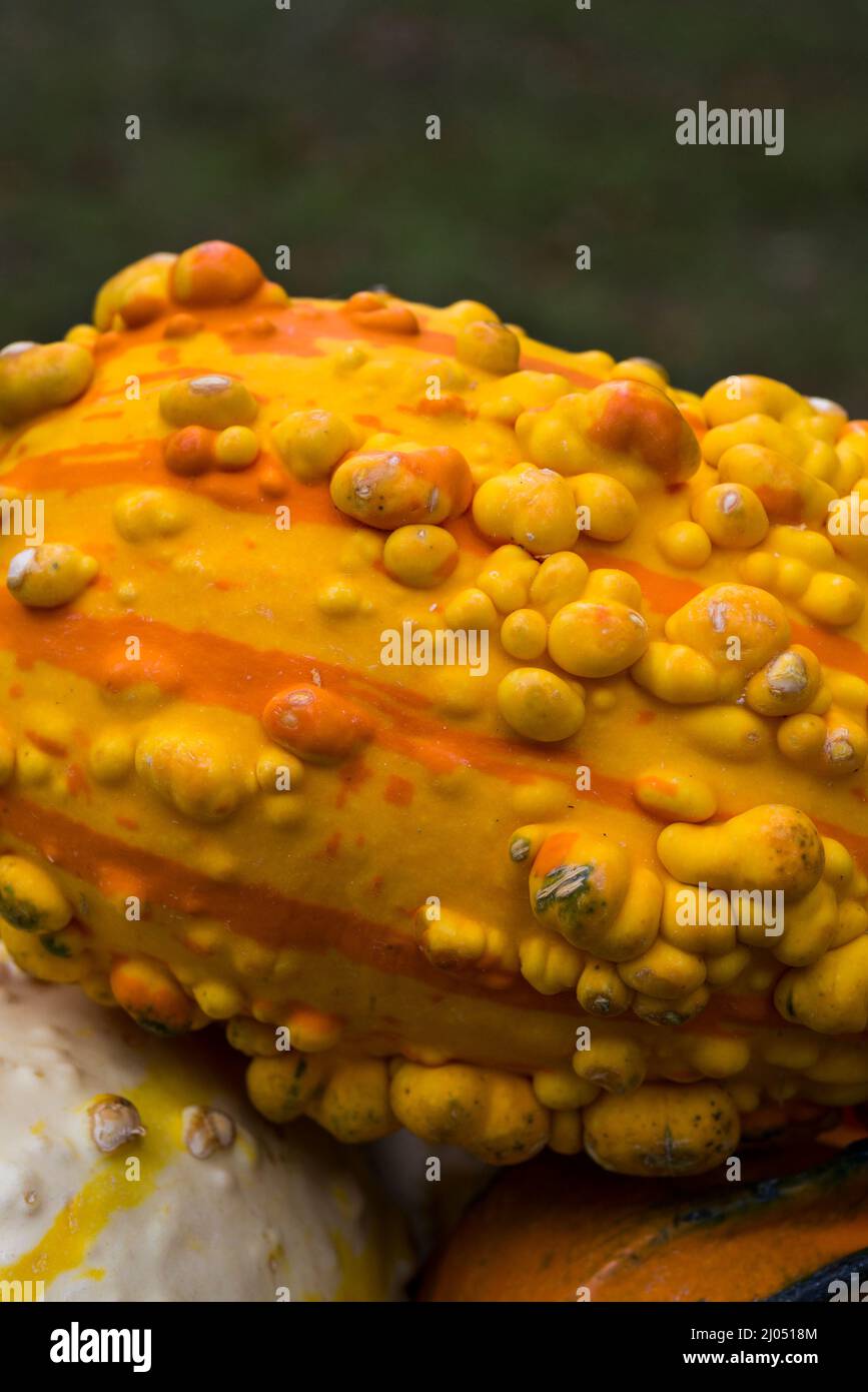 Ornamental and decorative gourds are unusually and beautifully formed ...