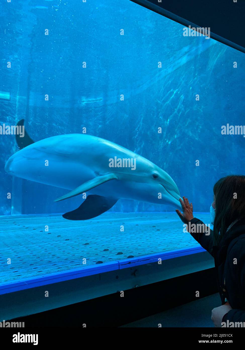 Closeup shot of a dolphin at the Genova Aquariums in Italy Stock Photo ...