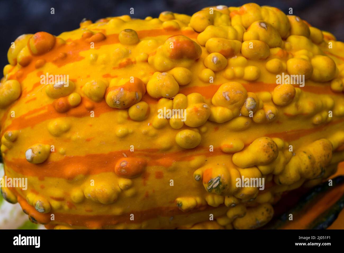 Ornamental and decorative gourds are unusually and beautifully formed ...