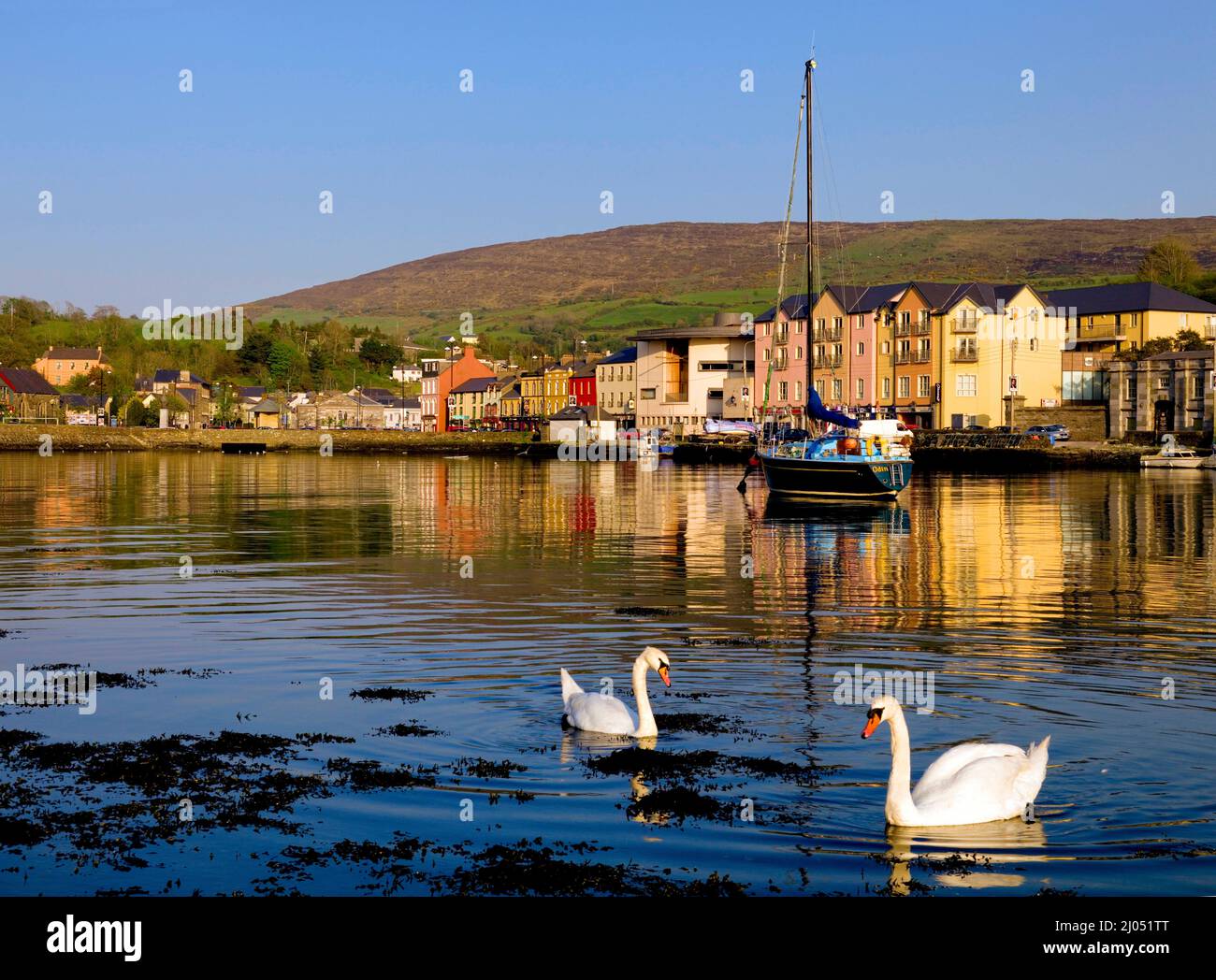 Swans at Bantry town, County Cork, Ireland Stock Photo - Alamy