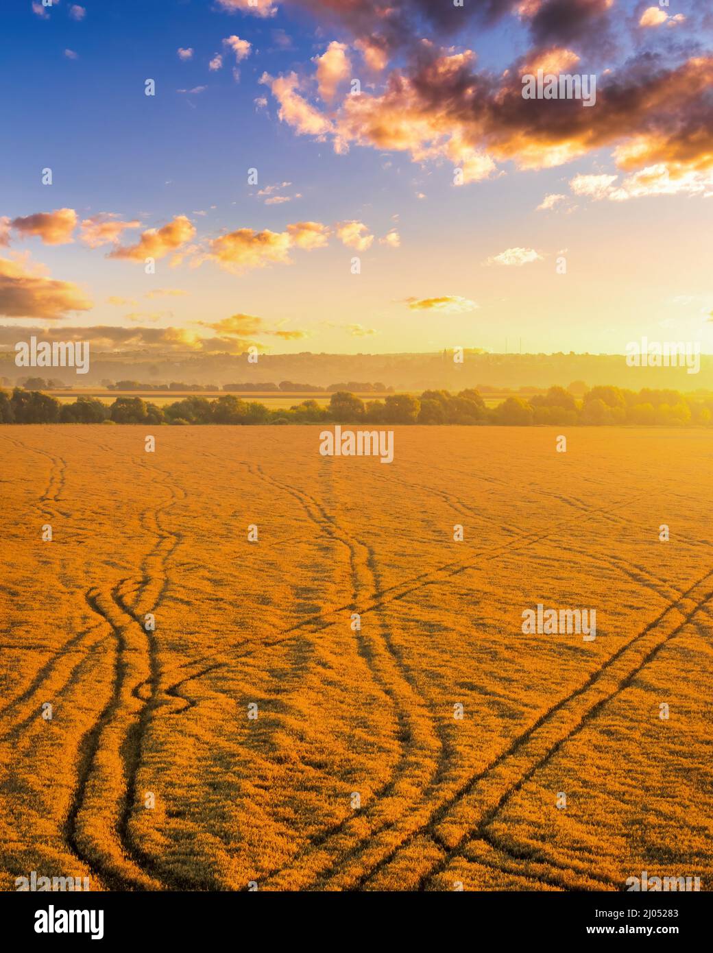 Top view of a sunset or sunrise in an agricultural field with ears of ...