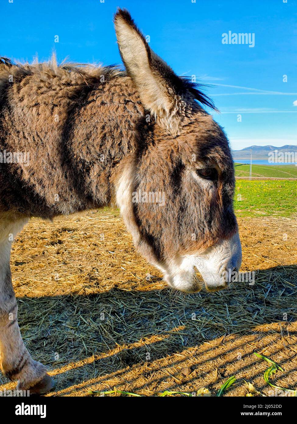 Sideways photo of a brown burro in the countryside Stock Photo - Alamy