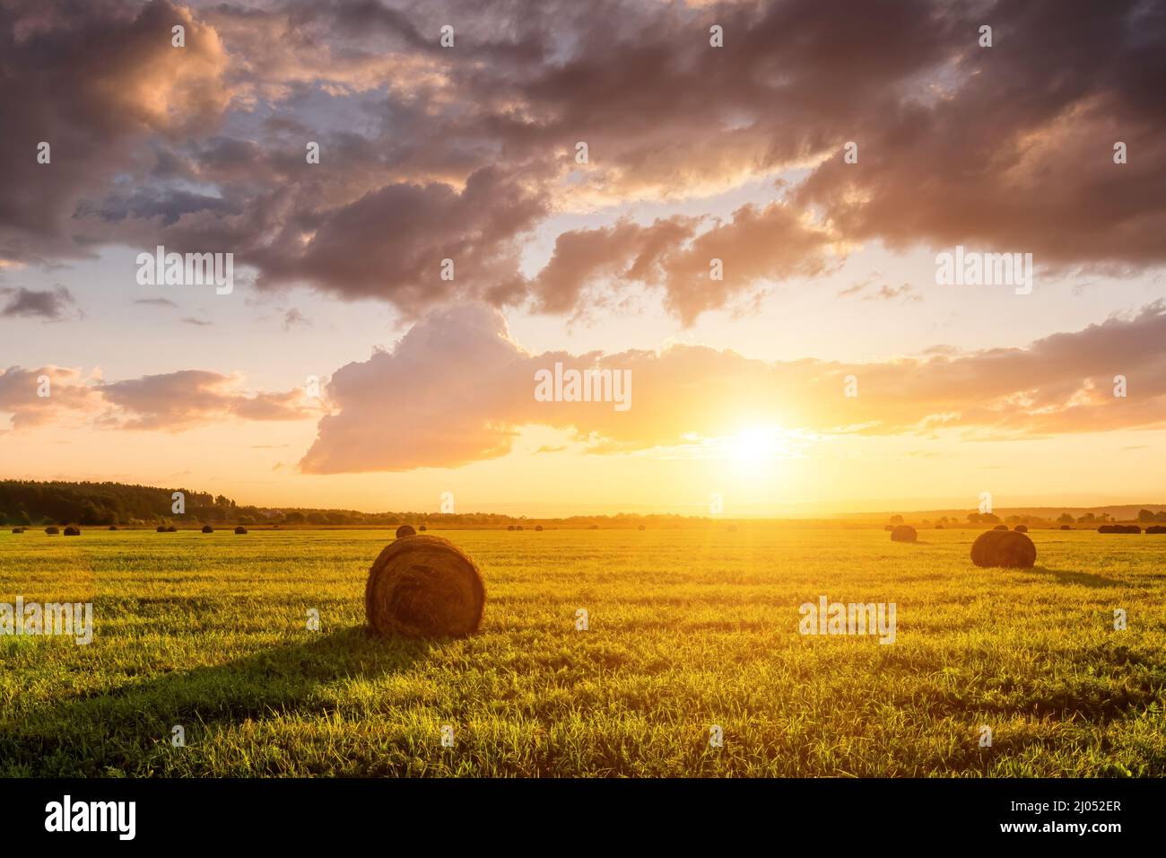 A field with golden haystacks with a cloudy sky at sunset or sunrise ...