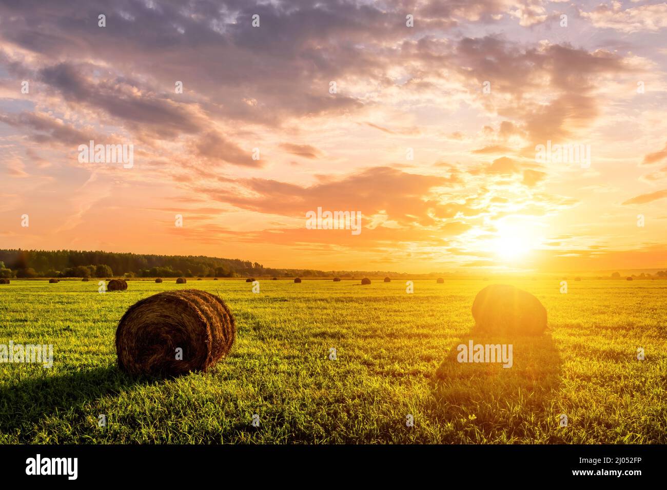 A field with golden haystacks with a cloudy sky at sunset or sunrise ...
