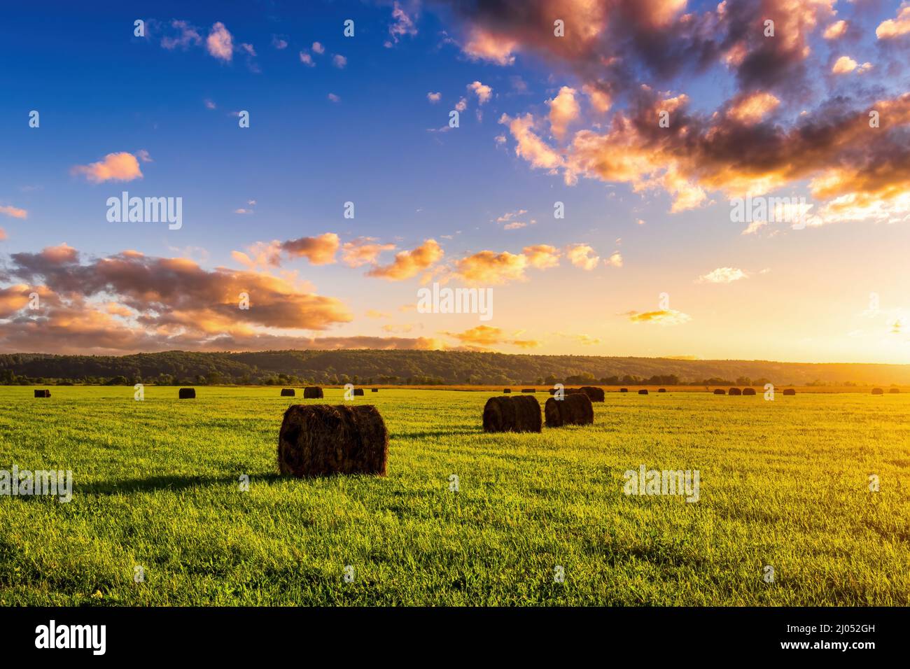 A field with golden haystacks with a cloudy sky at sunset or sunrise ...