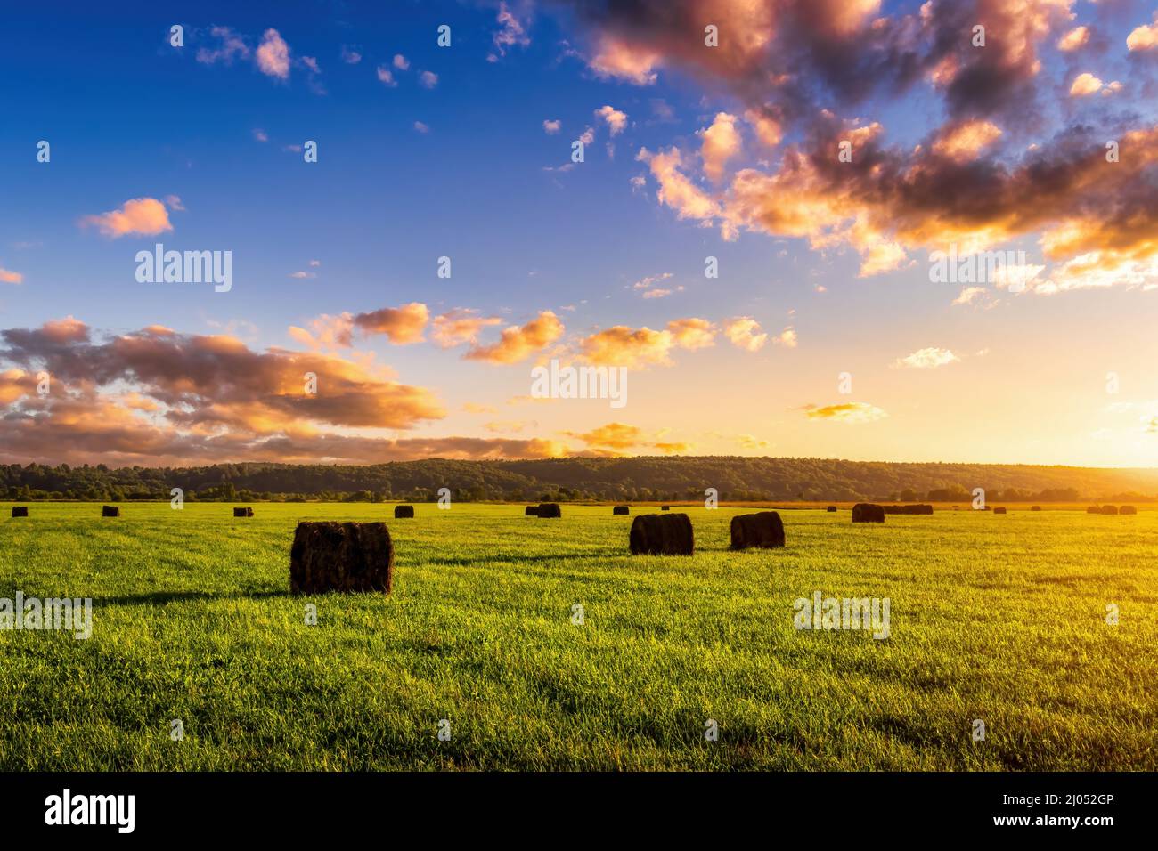 A field with golden haystacks with a cloudy sky at sunset or sunrise ...