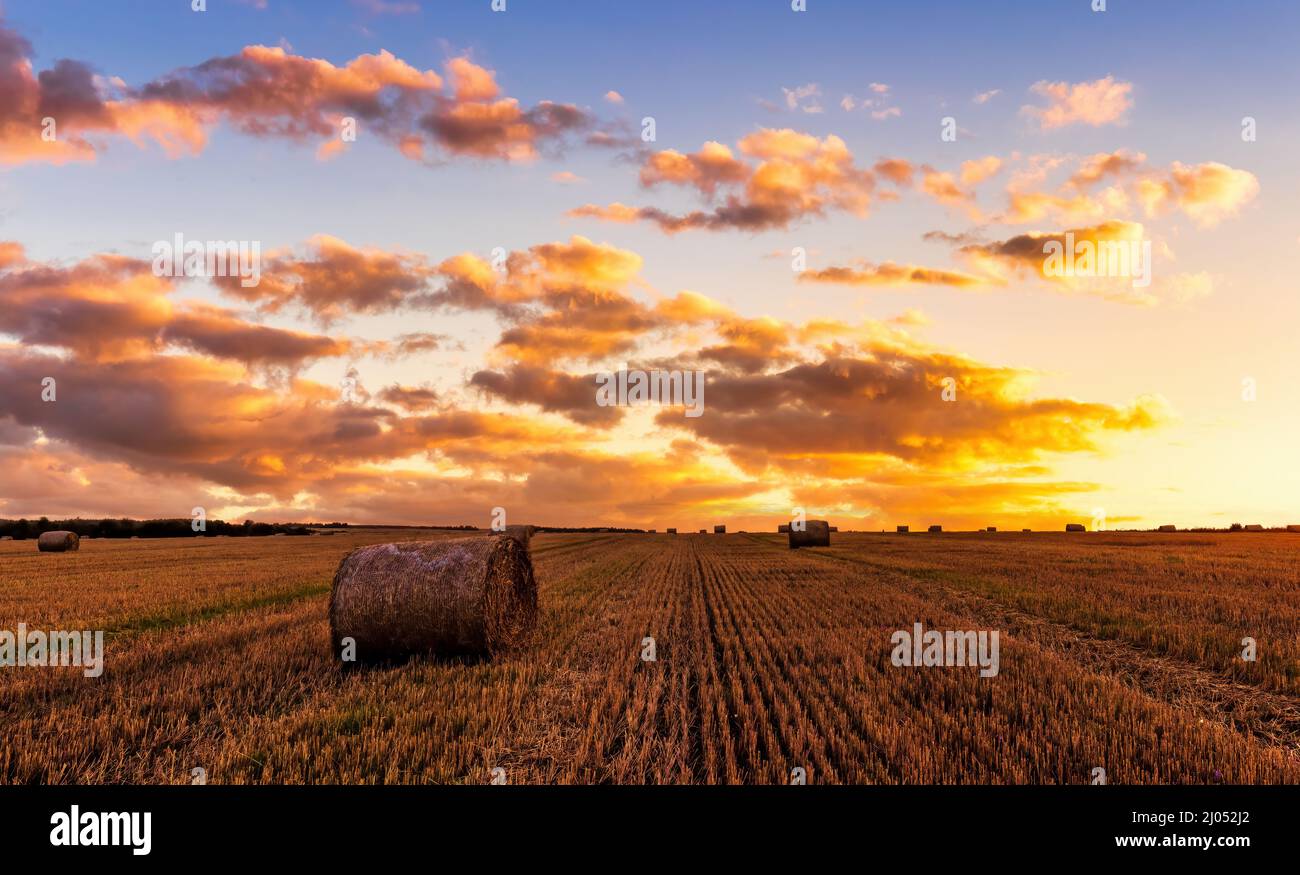 A field with golden haystacks with a cloudy sky at sunset or sunrise ...